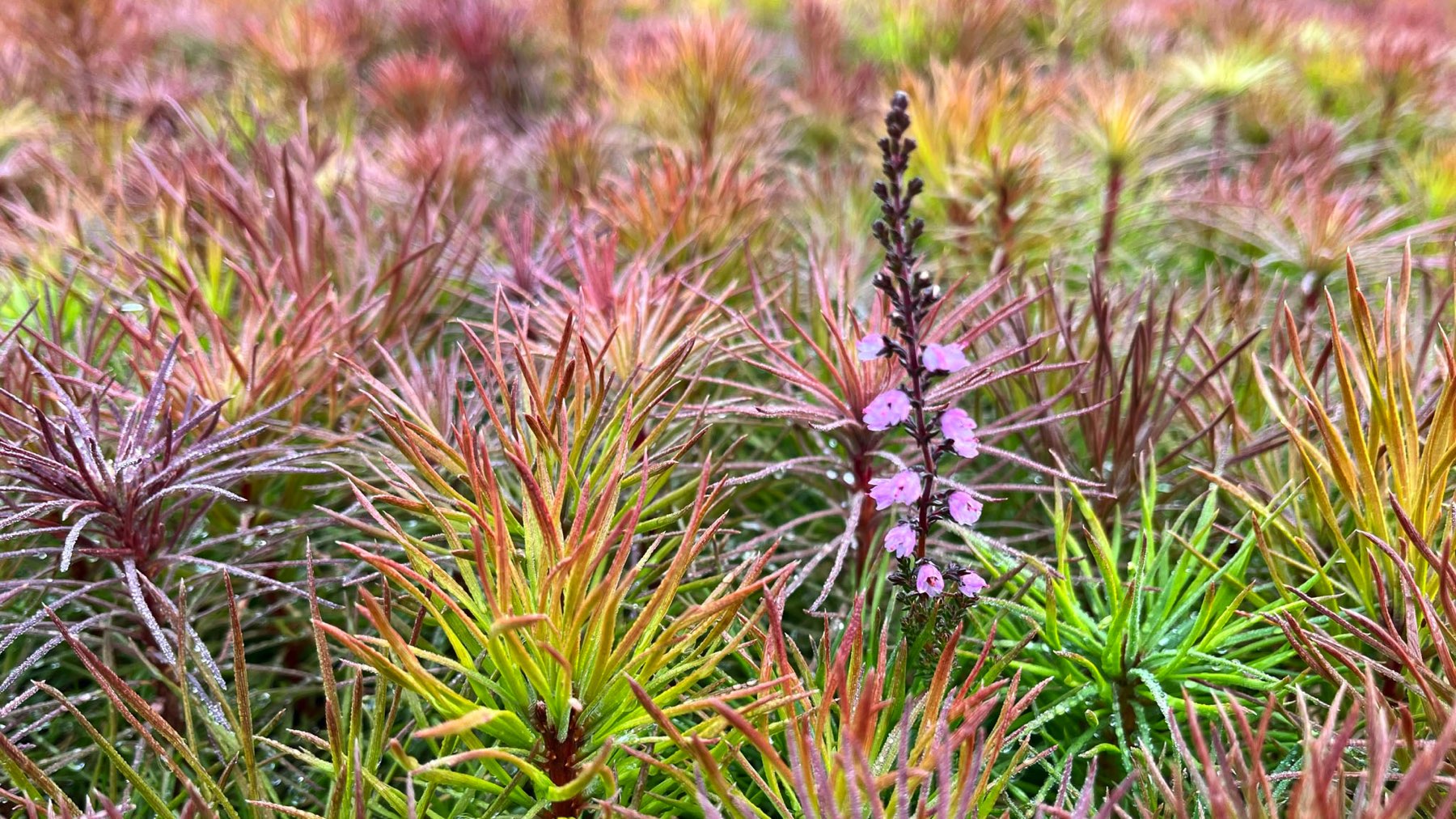 Boreal Forest Regeneration – AnaEE Finland